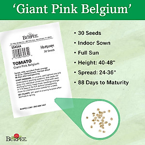 Burpee 'Giant Pink Belgium' Heirloom | Large Pink Beefsteak Slicing Tomato | 30 Seeds