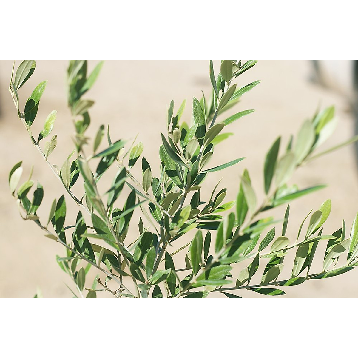 Arbequina Olive Tree - Live Plant, Includes Special Blend Plant Food & Planting Guide- Size (3-4FT)