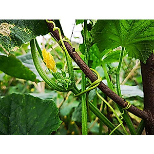 TIPU Soft Rubber Garden Twine, Reusable and Adjustable Plant Tie Without Wire Interior, Hollow Stretch Rubber Twine Expands with The Growth Plant/Fruit Tree, Green, 262 FT