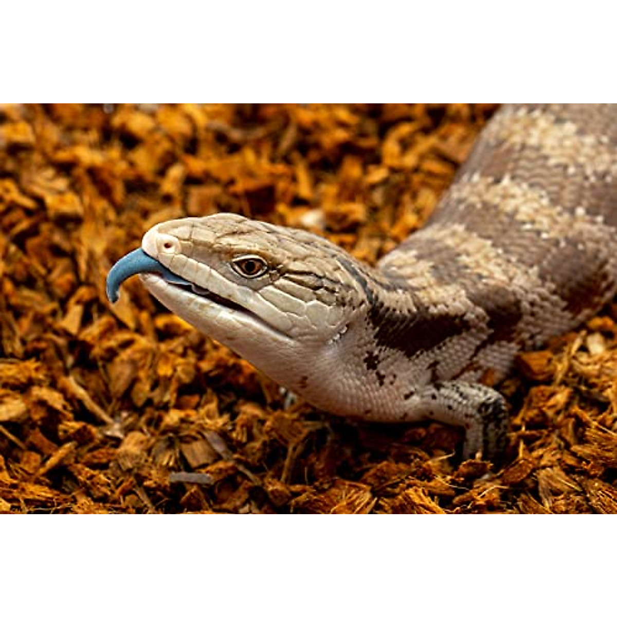 RediChip Coconut Chip Substrate for Reptiles 36 Quart Loose Medium Sized Coconut Husk Chip Reptile Bedding for Snakes, Tortoises, Geckos, Frogs, or Lizard Terrarium Tanks…