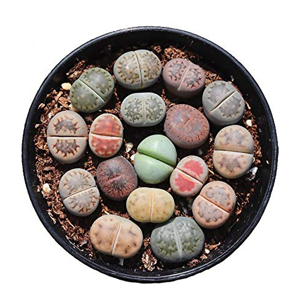 Pack of 10 Live Small Exotic Lithops Plant One Year Old Seedlings Perfect for Lithops Starter Great Terrarium Addition (Pack of 10 Seedlings)