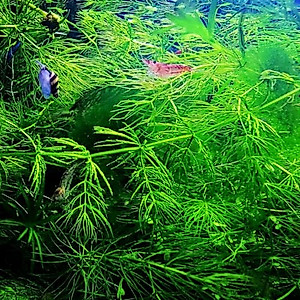 Mainam 4 Different Anubias Nana Amazon Sword Java Fern Windelov Hornwort Tropical Freshwater Live Aquarium Plant Decorations 3 Days BUY2GET1FREE