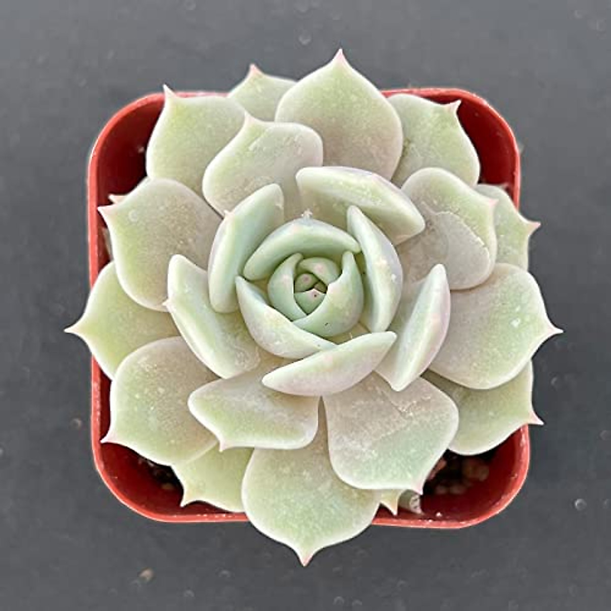 2in Echeveria Lola, 1 Pack Live Mini Succulent Plant Fully Rooted in Pots with Soil Mix, Real House Plant for Indoor Outdoor Home Office Wedding Decoration DIY Projects Party Favor Gift