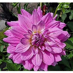 3g Rare Blue and White Point Dahlia Seeds Beautiful Perennial Flowers Plants Dahlia for DIY Home Garden Bonsai Seeds