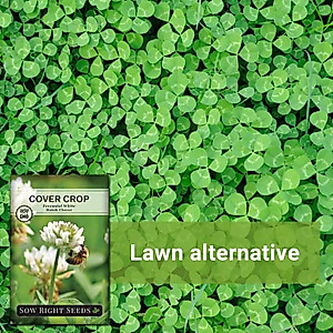 Sow Right Seeds - White Dutch Clover Seed for Planting - Cover Crops to Plant in Your Home Garden - Nitrogen Fixer - Clover Seeds Ground Cover - Non-GMO Heirloom Seeds - Gardening Gift