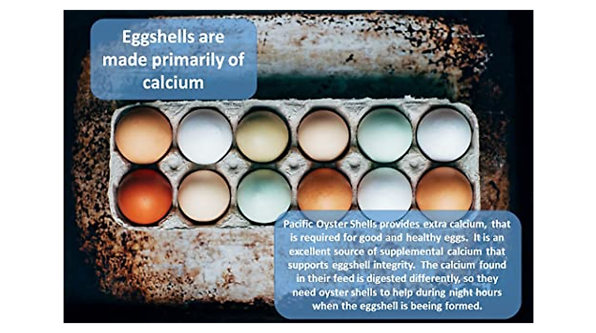Pacific Oyster Shells - Natural Calcium for Strong Eggshells & Poultry ...