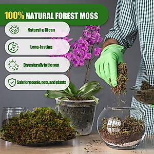 Doter Dried Forest Moss for Plants (5 qt / 1 pack), Sphagnum Potting Moss for Various Plants, Including Orchids, Carnivorous Plants, Succulents, Garden Flowers, and Reptiles