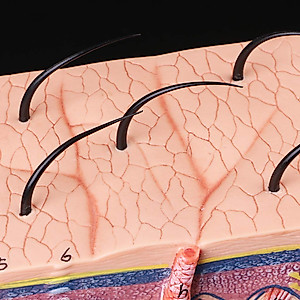 Abicial Human Skin Model Block Enlarged Plastic Anatomical Anatomy Medical Teaching Tool