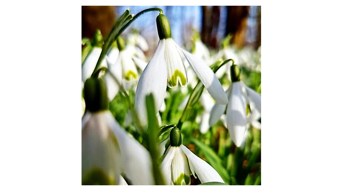 Hardy Snowdrop Seeds: Galanthus Nivalis for Early Spring Gardens