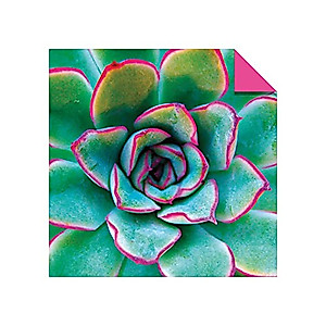 Origami Paper 500 sheets Succulents 6" (15 cm): Tuttle Origami Paper: Double-Sided Origami Sheets with 12 Different Photographs (Instructions for 6 Projects Included)