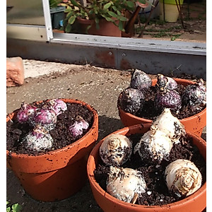 Mixed Color Hyacinth Bulbs - 12 Bulbs - Fragrant Hyacinths