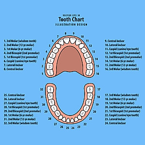 Baby Tooth Box Keepsake for Kids Teeth Storage Holder Child Teeth Organizer Tooth Fairy Box with Baby Fetal Hair Container and Tweezer for Keeping The Child Memory(Blue)