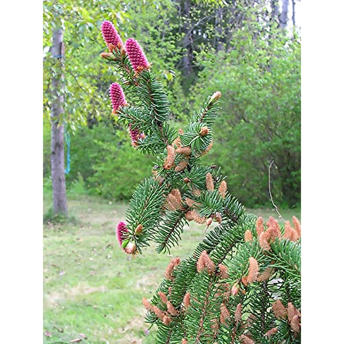 30 Seeds Norway Spruce Tree Seeds, Picea Abies, Non-GMO (Evergreen, Fast) Grown in Illinois USA