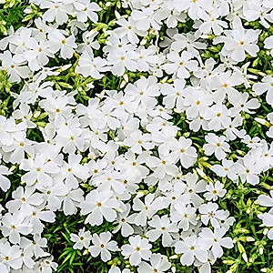 Outsidepride Phlox White Ground Cover, Garden Flowers, Bedding & Container Plants - 1000 Seeds