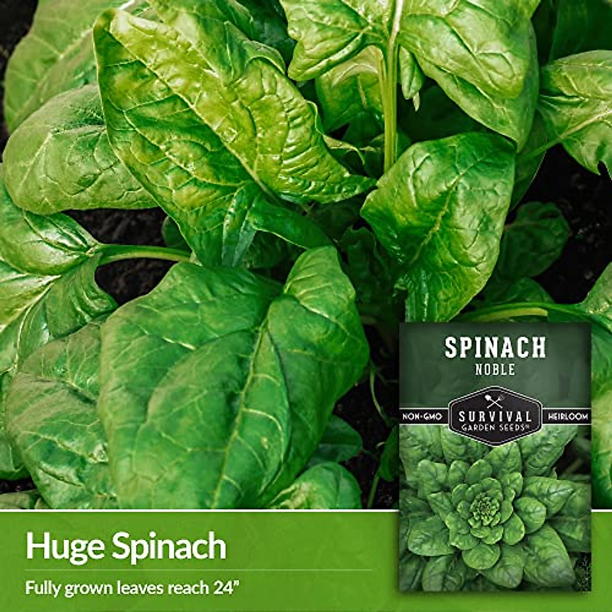 Survival Garden Seeds - Noble Spinach Seed for Planting - Packet with Instructions to Plant and Grow Enormous Spinach Greens in Your Home Vegetable Garden - Non-GMO Heirloom Variety