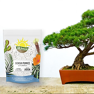 Horticultural Bonsai Pumice Soil Additive (4 Quarts), 7LB Ideal Substrate for Bonsai Trees, Cactus and Succulents