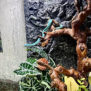 BNOSDM Reptile Grapevine Wood Decoration Resin Climb Tree Branch Decor Grape Wood Branches for Leopard Gecko Lizard Frog Snake Climbing