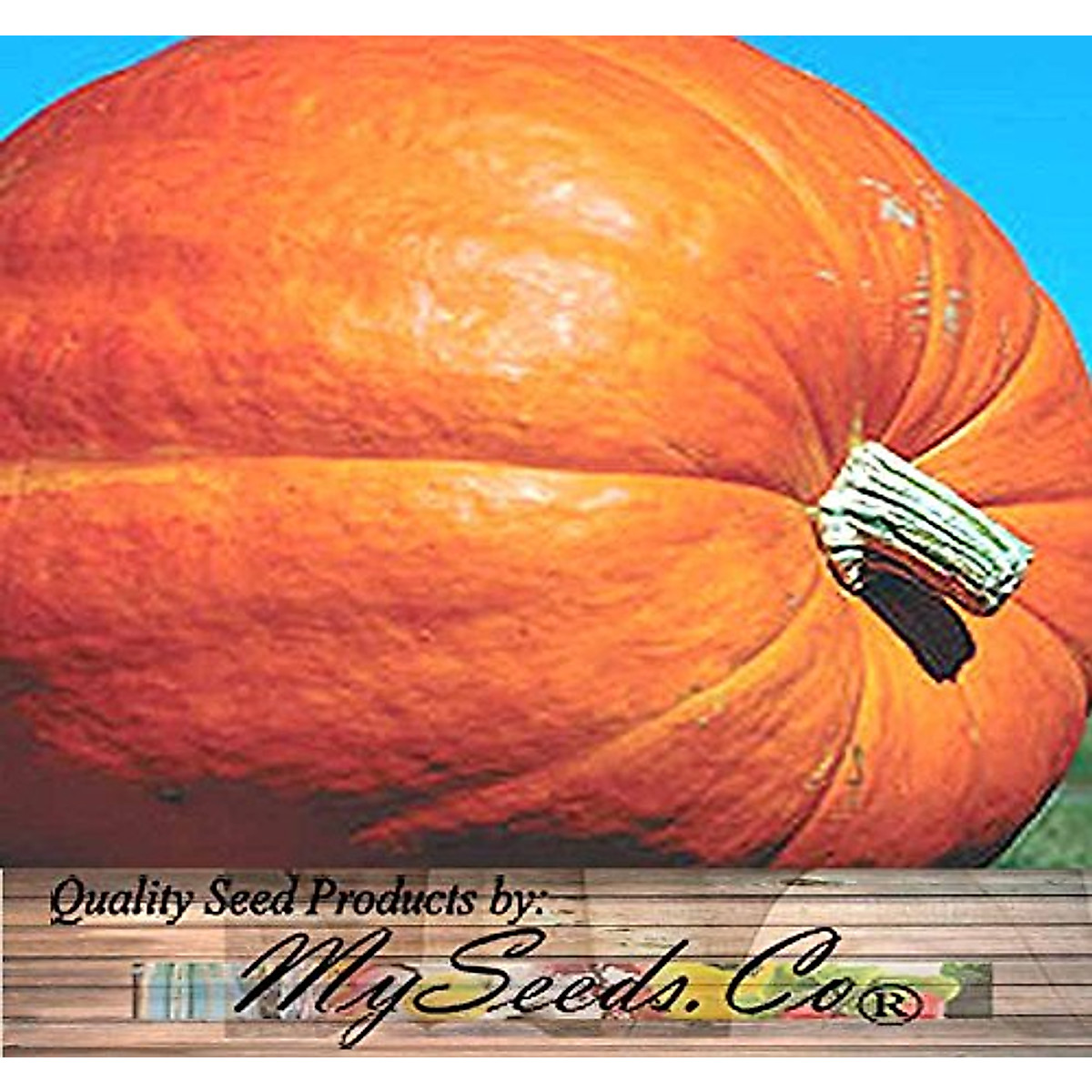 Big Pack (80-90+) Dill Atlantic Giant, Casper White, Cinderella Rouge VIF D'Etampes, & Jarrahdale Blue Pumpkin Seeds - Non-GMO Seeds by MySeeds.Co (Big Pack - Pumpkin Mix II)