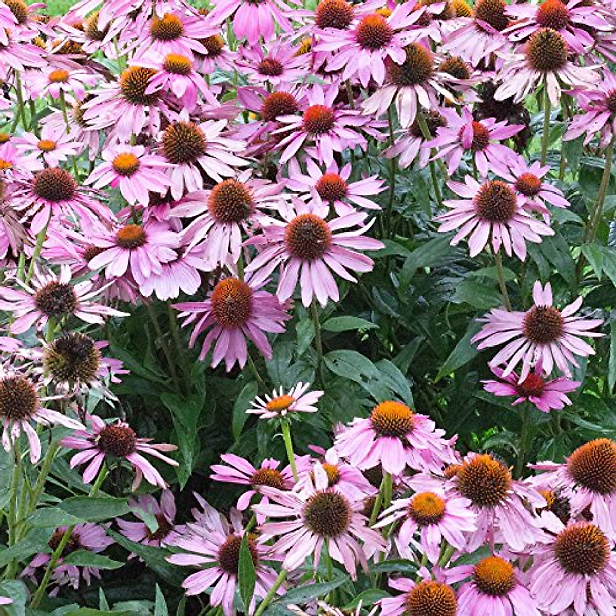Bravado Echinacea Flower Garden Seeds (Purple Coneflower) - Packet of 100 Seeds - Perennial Flower Gardening Seed - Echinacea purpurea