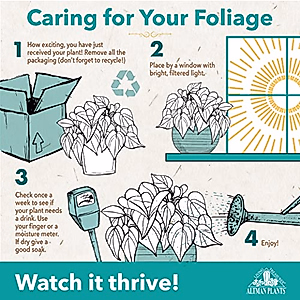 Altman Plants Golden Pothos Plant Live House Plant Live Plants, Trailing Plants Live Houseplants, Golden Pothos Live Plant Houseplant, Live Pothos Devils Ivy Live Plant Vine Money Plant Indoor Plants