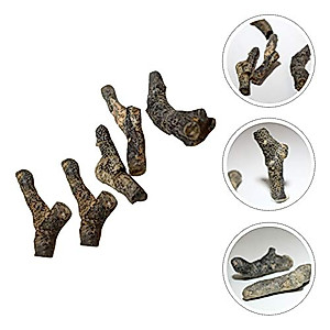 Scicalife Kids Toys 5Pcs Stromatoporoid Fossils Ordovician Bryozoan Fossils Specimens Ancient Marine Fossils Model Figurine Science Teaching Materials Random Style Kid Toys