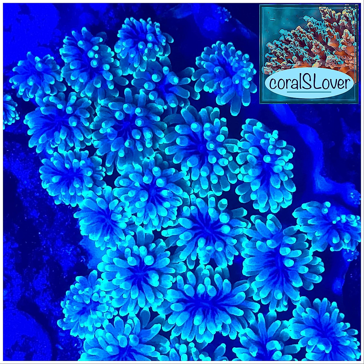 coralSLover Live Saltwater Coral Frag - Neon Green Galaxea Short Tentacles