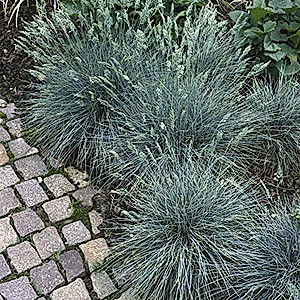 Outsidepride Perennial, Low Growing, Drought Tolerant, Blue Fescue Ornamental Grass - 5000 Seeds