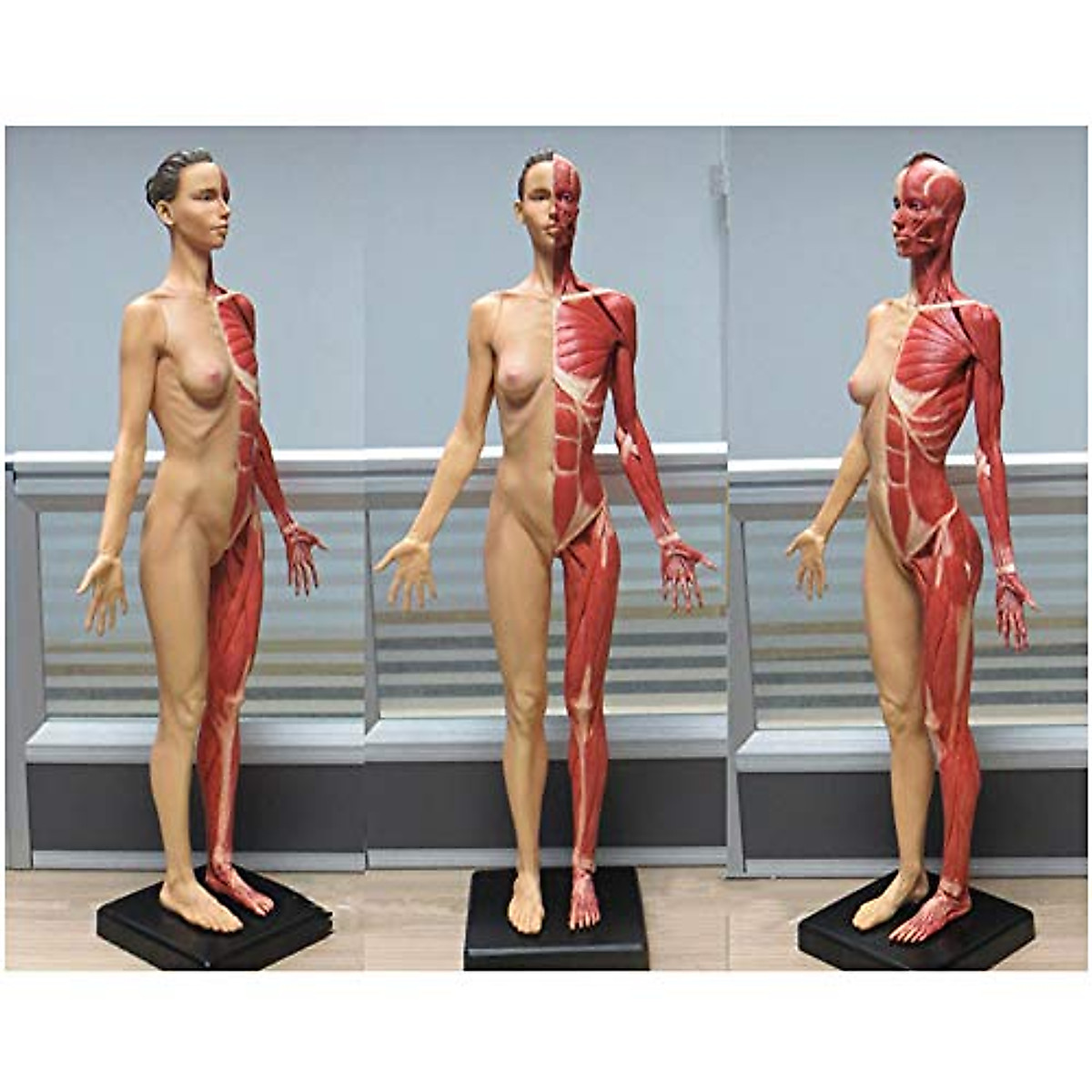 Anatomy Figure Uman Anatomical Muscle Bone and Skin Model Human Muscle Skeleton Anatomical Model PU Material Reference for Artist,A