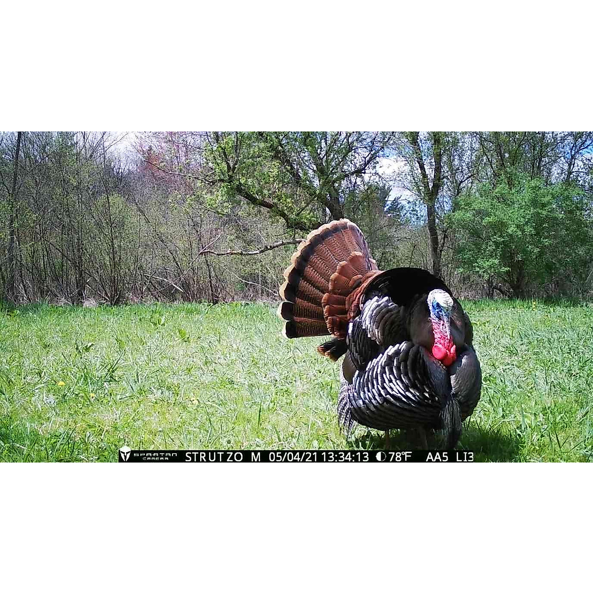 Spartan GoLive 4G LTE Trail Camera,Live-Streaming, Anti-Theft GPS, On-Demand Image&Video Capture,Real-time Updates,Built-in Lithium Battery,Blackout with 32GB SD Card (Verizon)