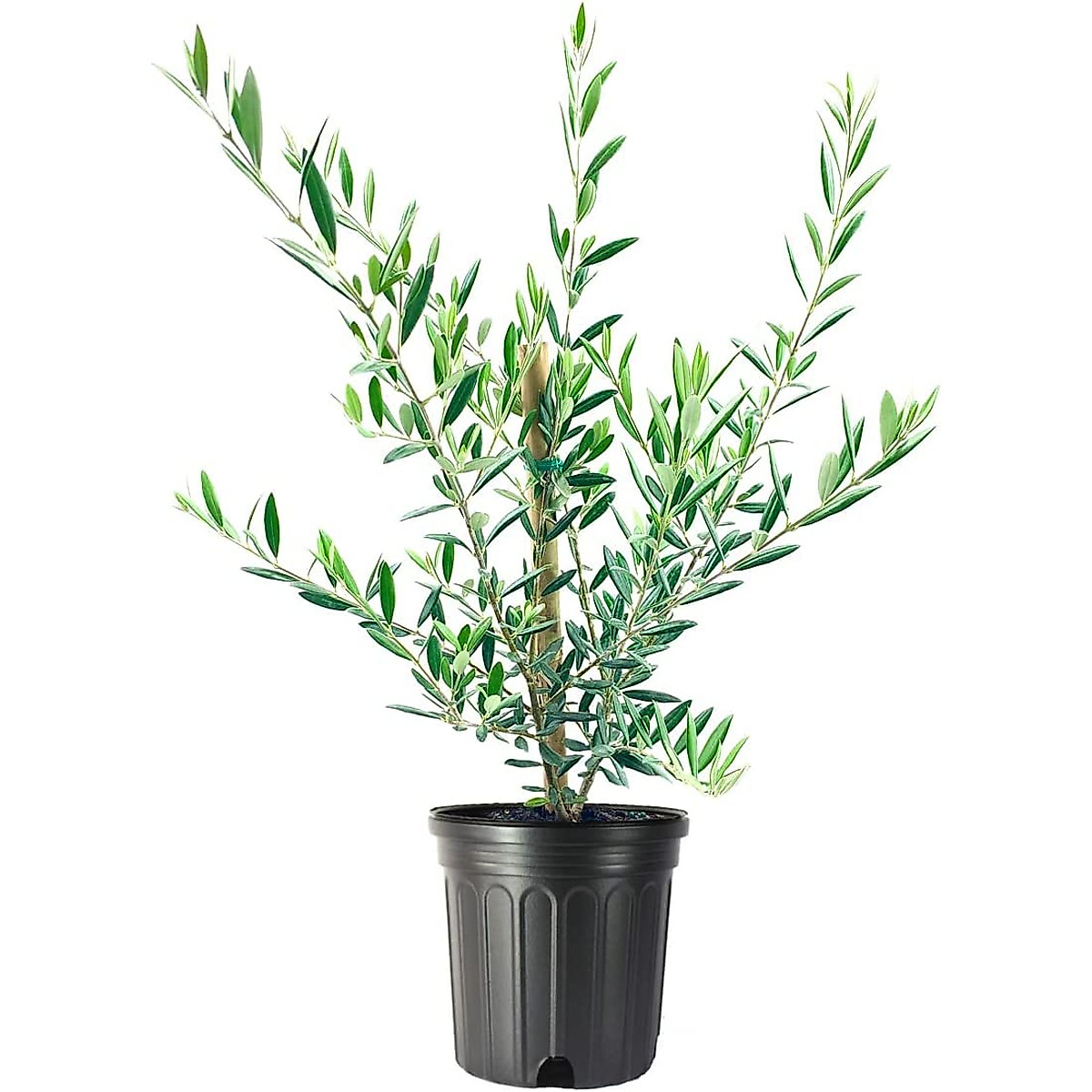 Arbequina Olive Tree - Beautiful Live Plant - 6 Inch Pot - Grow Your Own Olives Indoors - Olea Europaea