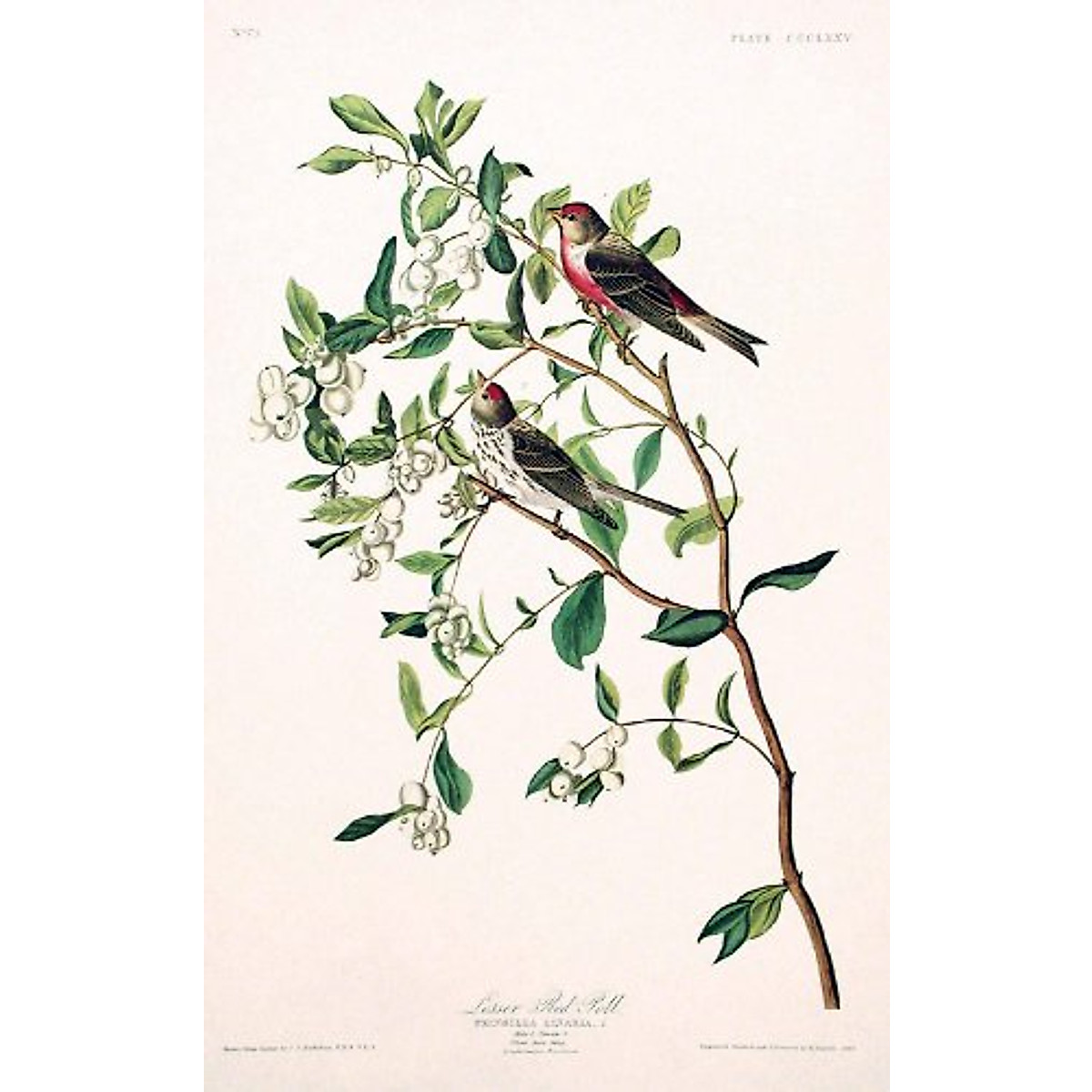 Lesser Red-Poll. From"The Birds of America" (Amsterdam Edition)