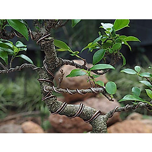 Anodized Aluminum Bonsai Training Wire 5-Size Starter Set with Canvas Bag - 1.0mm, 1.5mm, 2.0mm, 2.5mm, 3.0mm (147 feet total) - Choose Your Color (5 Sizes, Brown)