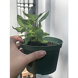 Bert's Garden Green Plastic 5" Starter Pots for Greenhouse Growing or Plant Starting, Also Called, Azalea Pots 10pk