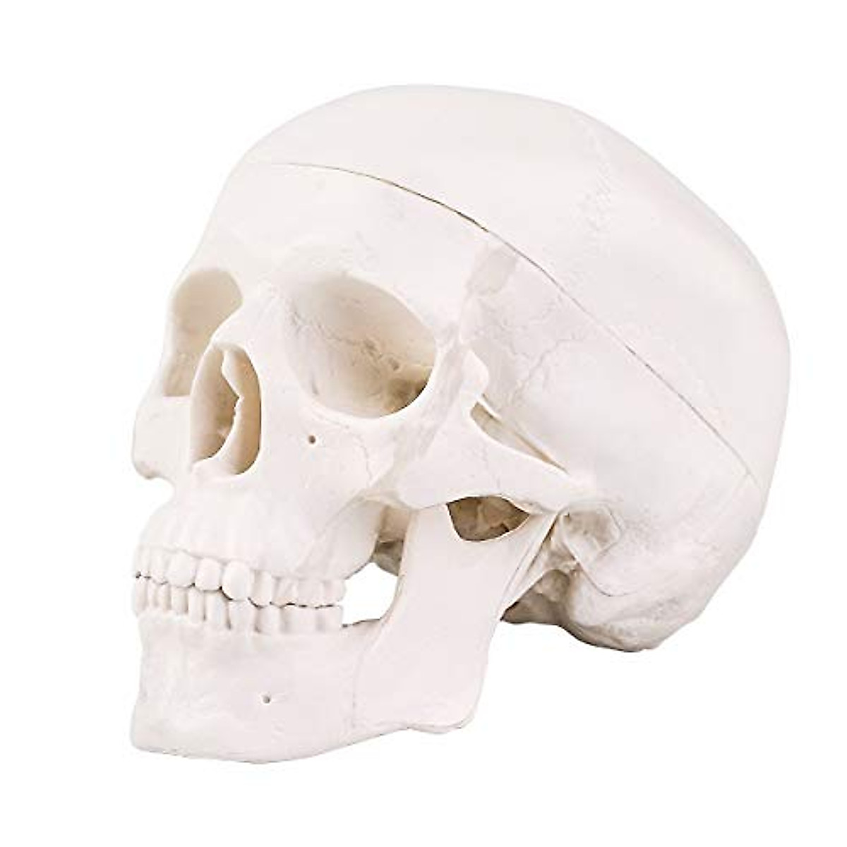 SKUMOD Mini Human Medical Skull Model, Removable Skull Cap & Full Set of Teeth Perfect for Teaching & Learning(Palm-Sized Skull)