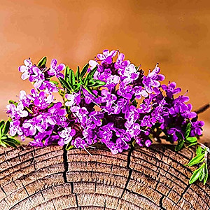 Dichmag 5000+ Red Carpet Creeping Thyme Ground Cover Plant Seeds Perennial- Non-GMO&Heirloom Flower Thyme Seeds for Planting