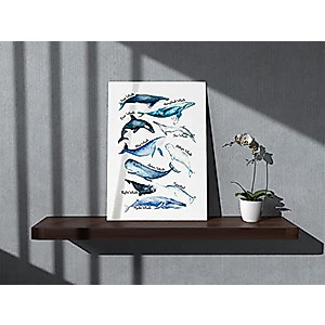 Sea Life Whale Educational Ocean Animal Chart Wall Art Canvas Farmhouse Whale Theme 11x14 Inch Prints Decor For Home Bedroom Living Room Classroom Library Dorm,Gift For Kids Students Classmates