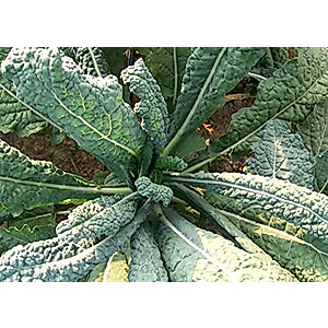 Lacinato Kale Seeds (Brassica oleracea VAR. palmifolia), 1 Gram Seeds for Planting, Non-GMO, Heirloom Gardening & Microgreens - Aka Dinosaur Kale, Lacinato Italian Tuscan Kale Garden.