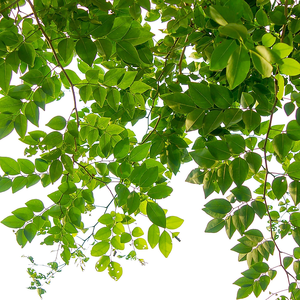 Jobe’s, 01660, Fertilizer Spikes, Tree & Shrubs, Includes 15 Spikes, 12 ounces, Brown