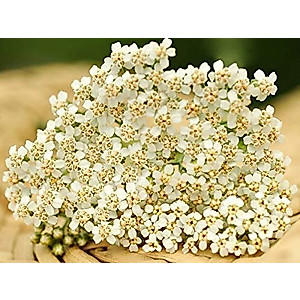 Gaea's Blessing Seeds - White Yarrow Seeds with Easy to Follow Instructions - Heirloom Non-GMO 93% Germination Rate