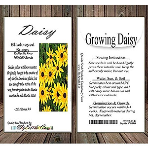 Big Pack - (100,000+) Black Eyed Susan Flower Seeds - Self Reseeds Rudbeckia hirta - Perfect Golden Cut Flowers - Flower Seeds by MySeeds.Co (Big Pack - Black Eyed Susan)