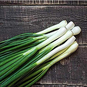 Tokyo Long White Bunching Onion Seeds for Planting, 300+ Heirloom Seeds Per Packet, (Isla's Garden Seeds), Non GMO Seeds, Botanical Name: Allium fistulosum, Garden Gift!