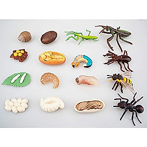 Toymany 16PCS Insect Figurines Life Cycle of Stag Beetle,Honey Bee,Mantis,Ant Plastic Safariology Bug Figures Toy Kit Caterpillars to Butterflies Educational School Project for Kids Toddlers