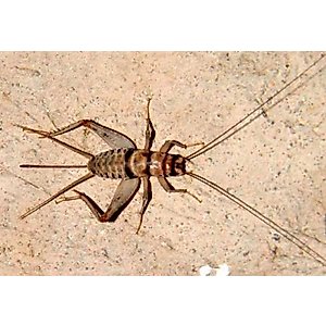 BASSETT'S CRICKET RANCH 250 Medium (1/2") Live Banded Crickets