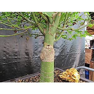 48 Year Old Dwarf Japanese Maple Bonsai Tree