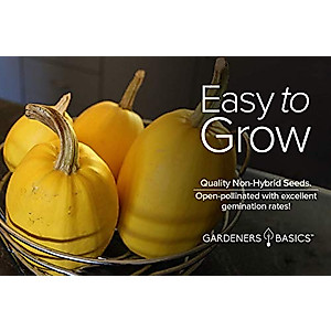 Spaghetti Squash Seeds for Planting - Winter Squash Heirloom, Non-GMO Vegetable Squash Variety- 3 Grams Seeds Great for Summer Garden by Gardeners Basics