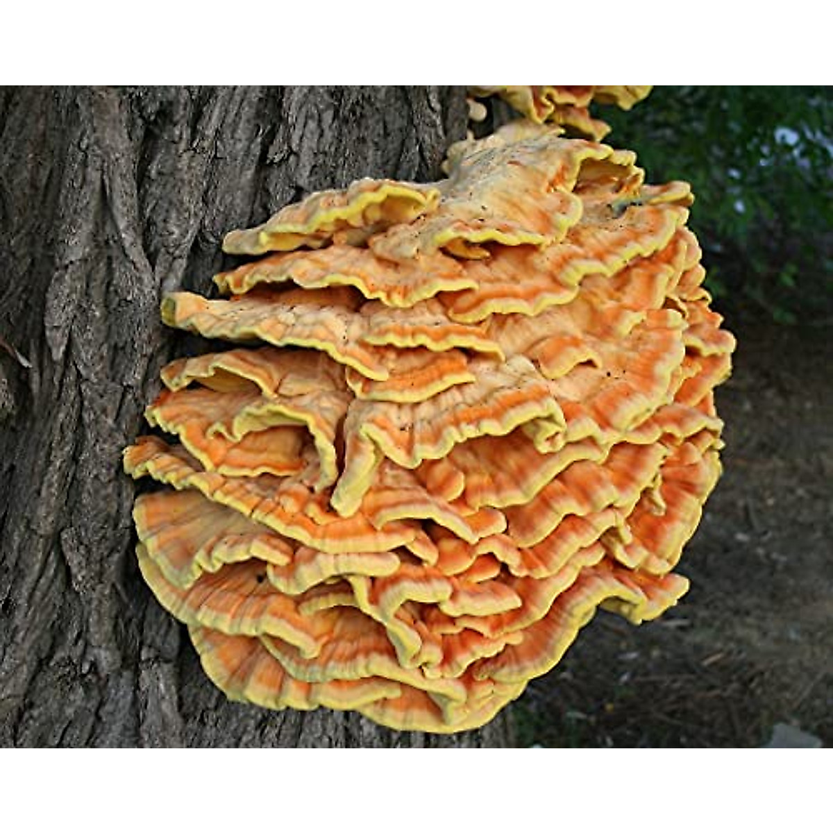 5 Pack Wood Loving Mushroom Liquid Cultures