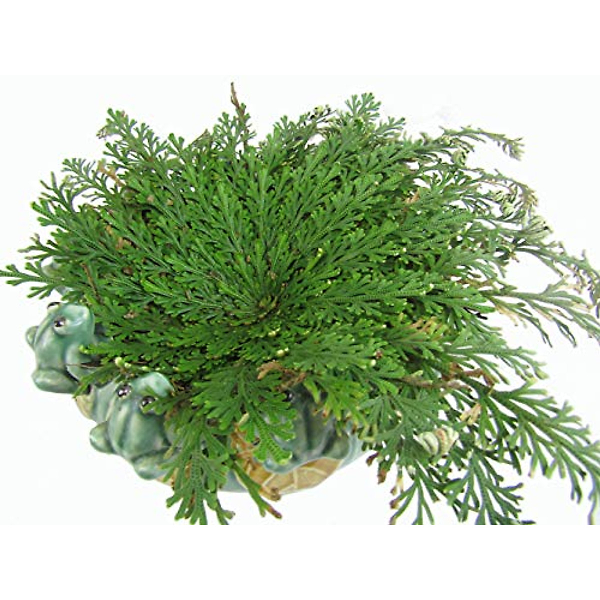 Six (6) Jericho Flowers, Rose of Jericho, Resurrection Flowers, Selaginella Lepidophylla, from A Brown Dry Ball Into A Live Plant with Water, A Holy Item in Religions, Pagan, Wiccan