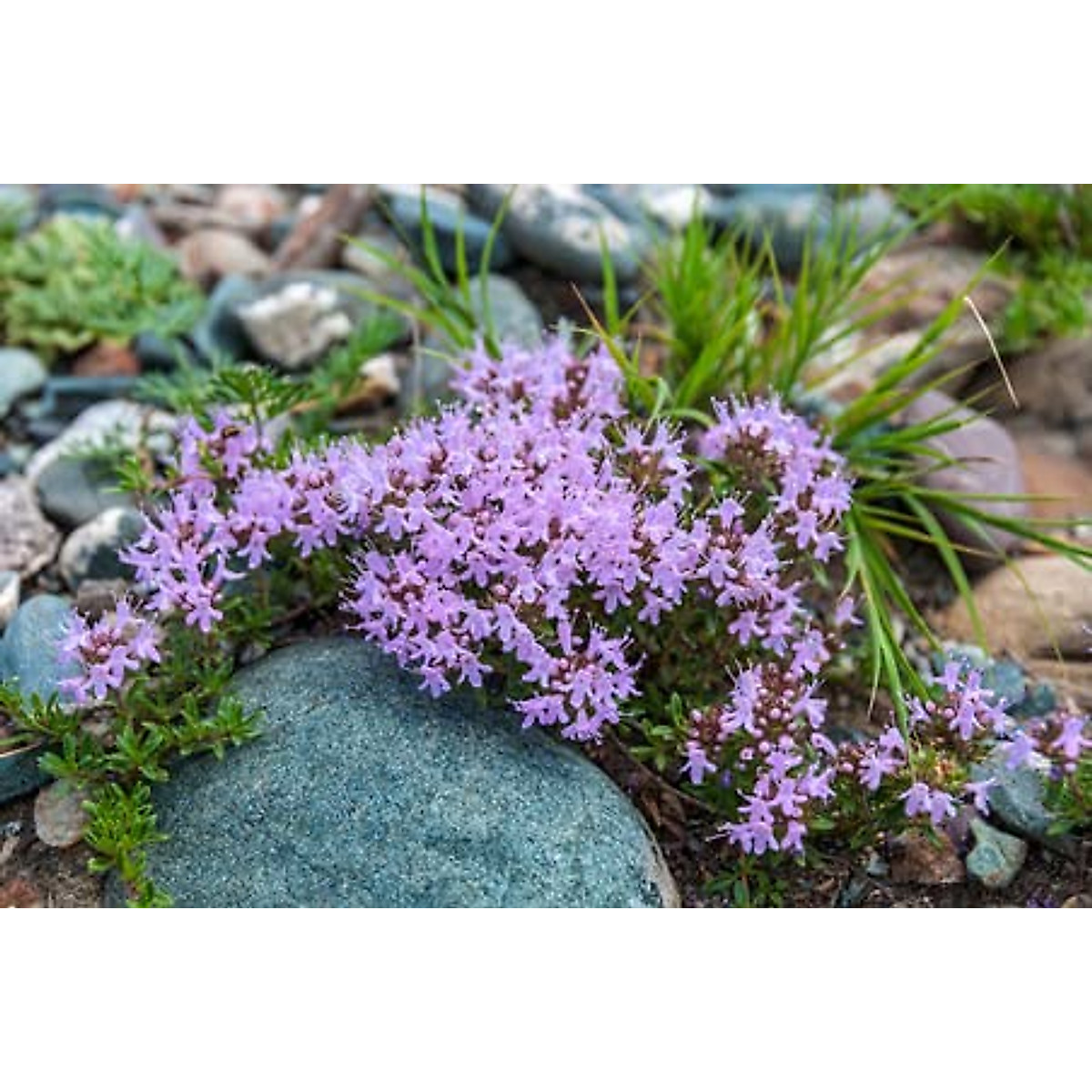 3000+ Mix Creeping Thyme Seeds Ground Cover for Planting , Heirloom Thymus Serpyllum , Ground Cover Plants Easy to Plant and Grow, Non-GMO Yellow, Pink, Blue