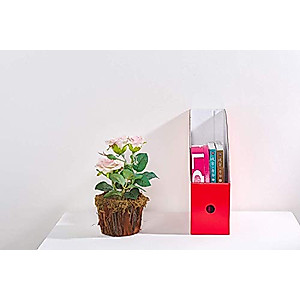 Magazine File Holder, Folder Holder, Magazine Organizer, Book Bins, Set of 6, Multi-Color