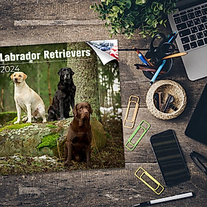 2023 2024 Labrador Retriever Calendar Mixed - Dog Breed Monthly Wall Calendar - 12 x 24 Open - Thick No-Bleed Paper - Giftable - Academic Teacher's Planner Calendar Organizing & Planning - Made in USA